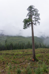 How to Visit Avatar Grove, Big Lonely Doug and Other Big Trees on ...