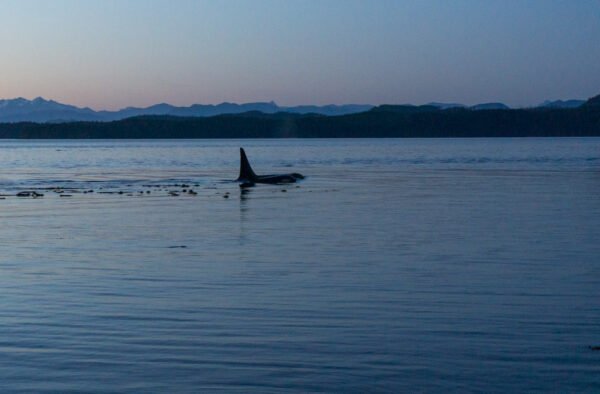 Kayaking in the Johnstone Strait: Everything You Need to Know