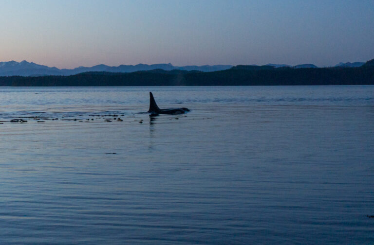 Kayaking in the Johnstone Strait: Everything You Need to Know