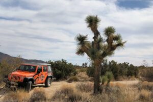 18 Awesome Things to Do in Joshua Tree National Park