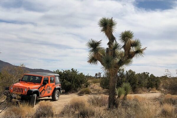 18 Awesome Things to Do in Joshua Tree National Park