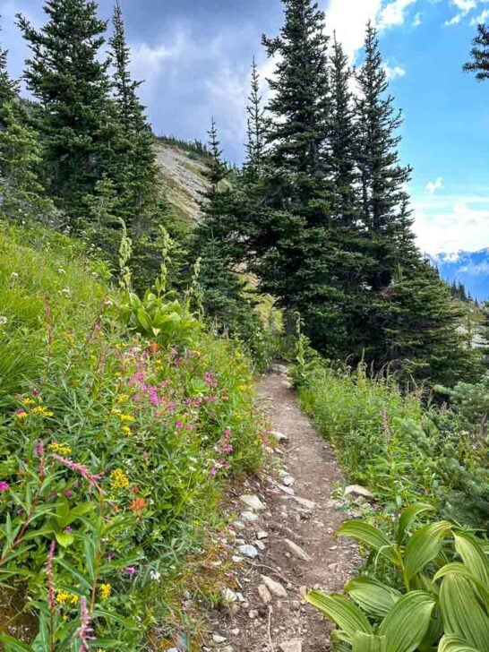 High Note Trail in Whistler (By a Season's Pass Holder)
