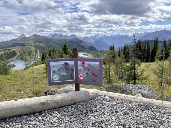 Hiking at Sunshine Meadows in Banff - Is it Worth It?